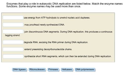 Solved Enzymes That Play A Role In Eukaryotic Dna Replica