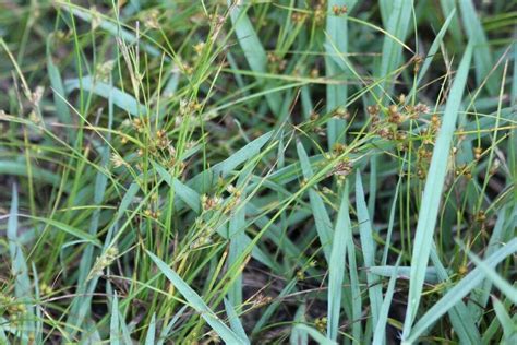 Path Rush Seedling Northeast Seed Collective