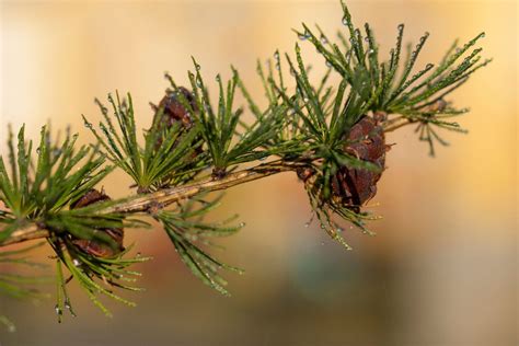 Mélèze Propriétés Bienfaits Et Applications En Phytothérapie