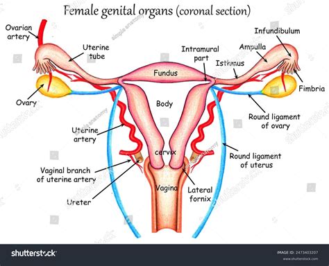 Female Genital Sex Organsovaryuterine Fallopian Tubesuterusvaginaexternal Stock Illustration