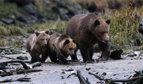 British Columbia Wildlife Flickr