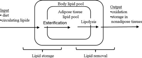 Adipose Triglyceride Turnover A Schematic Diagram Of Parameters