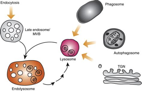 Lysosomes Current Biology