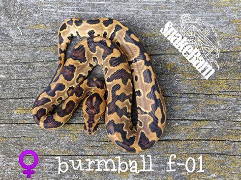 Hybrid Ball Python Traits Morphpedia