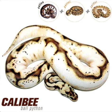 Fuck Yeah Ball Python Morphs Photo