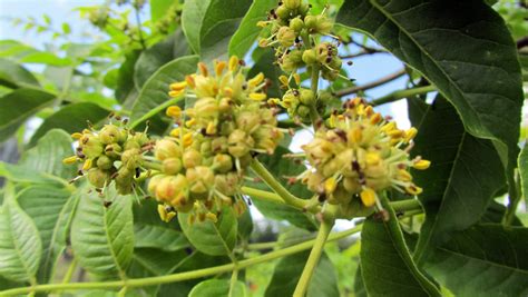 Phellodendron Amurense Specimen Multistem Caragh Nurseries