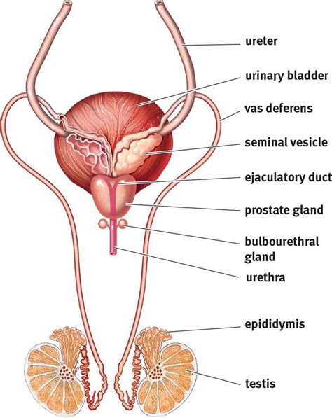Figure 2 7 Male Reproductive System