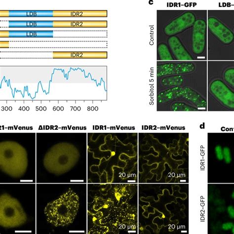 Idr1 Of Seu Is Responsible For Its Condensation A Top Protein Domain Download Scientific