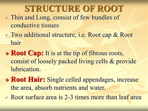 L 2 Functional Tree Morphology W 23 Pdf Woodworking Arts And Crafts