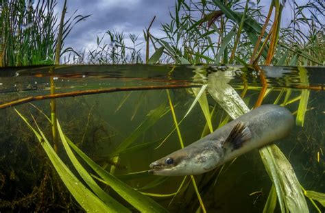 The Mysterious Vexing And Utterly Engrossing Search For The Origin Of Eels Hakai Magazine