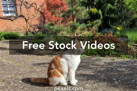 Cat Cucumber Videos Download The Best Free 4k Stock Video Footage