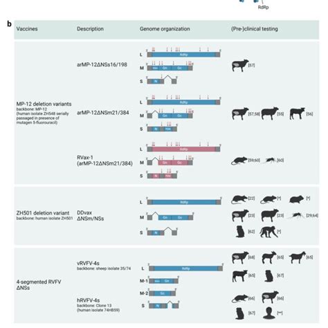 Schematic Representation Of The Genome Organization Of Wild Type Rvfv Download Scientific