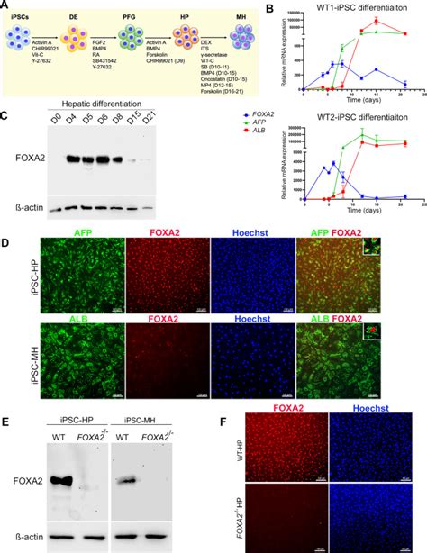 Loss Of Foxa2 Induces Er Stress And Hepatic Steatosis And Alters