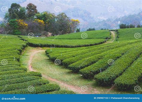 Greeen Tea Leaf On Plantation Green Fresh Tea Leaves Scenic Rows Of
