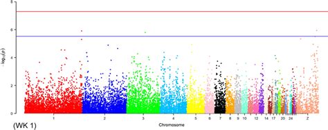 the manhattan plot shows the association of snp markers with body