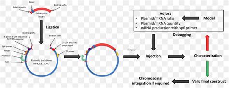International Genetically Engineered Machine Kozak Consensus Sequence