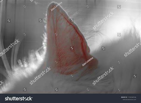 Cartera De Fotos E Imágenes De Stock De Alex Lorente Shutterstock