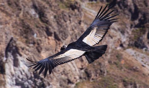 2026 Cóndor Andino Rey De Los Cielos Sudamericanos Naturaleza