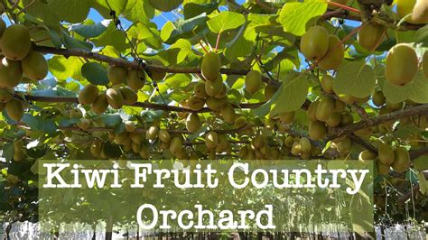 Kiwi Fruit Country Orchard Bay Of Plenty New Zealand Youtube