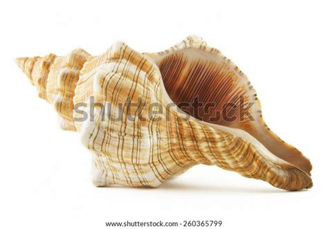Types Of Conch Shells