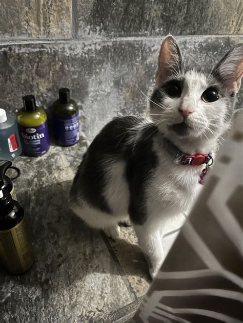 Kitty Got Wet Idk I Never Played Uncharted Runcharted