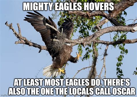 Eagle Meme Picker