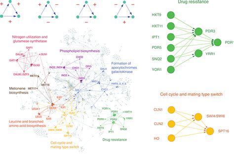 Snap Higher Order Organization Of Complex Networks