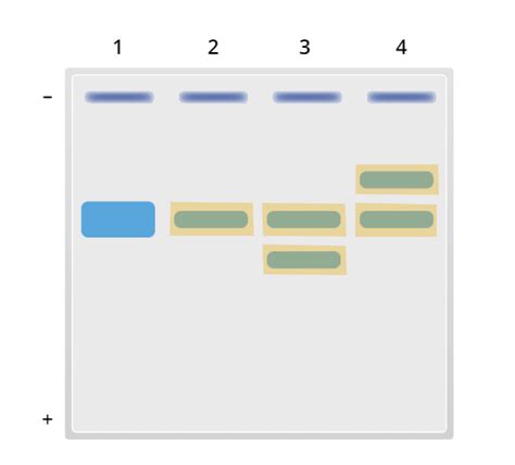 Solved A Genetic Disease Is Caused By A Deletion In Part Of