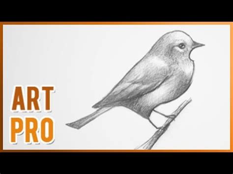 How To Draw A BIRD Step By Step METHOD YouTube
