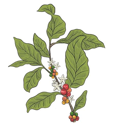 Premium Psd Coffef Plant