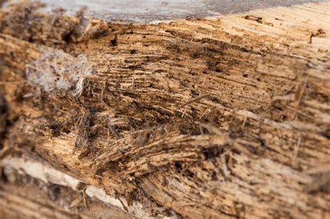 Common Wood Defects: Types of Lumber Issues | Decks.com