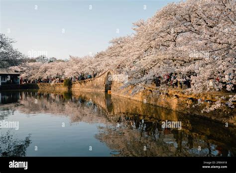 Landscape Of The Spring Cherry Blossoms In Wuxi Yuantouzhu Also Named