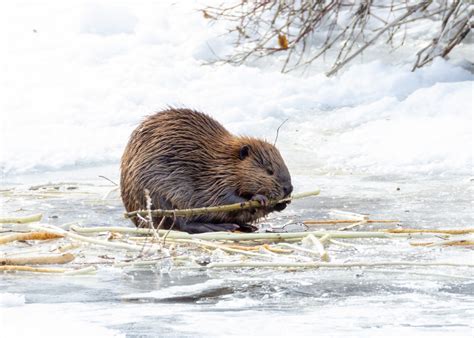 Community Experts Eager To Educate About Beavers