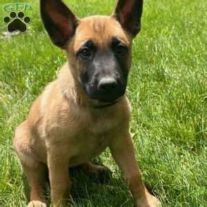 Belgian Malinois Puppies For Sale Greenfield Puppies