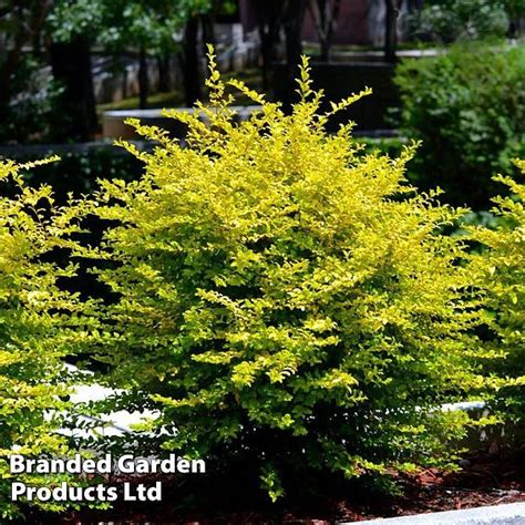 Ligustrum Sinense Sunshine Sunshine Ligustrum Privet Hedge Hedges