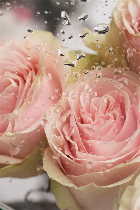 Фотографии на тему «Красивые Розы — скачивайте бесплатные изображения высокого качества Freepik