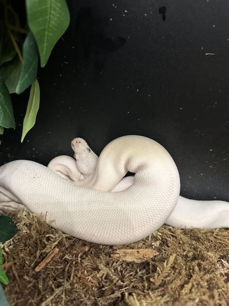 Blue Eyed Lucy Sick Rballpython