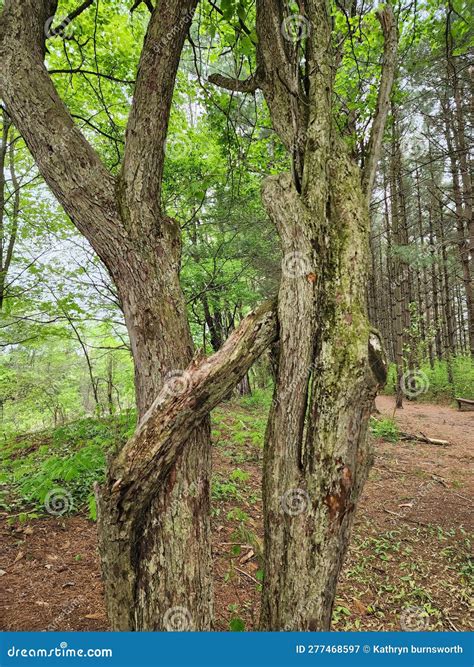 Twisted Trees In The Woods Stock Image Image Of Together 277468597