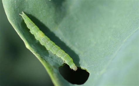 Broccoli Plant Pests At Ronald Piper Blog