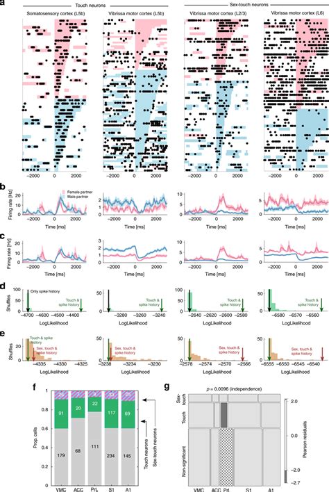 Single Cortical Neurons Signal Social Touch And Partner Sex A Raster Download Scientific