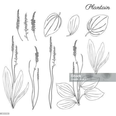 큰 질경이 장 주요 약용 식물 야생 필드 꽃 흰색 배경에서 분리 손으로 그려진된 벡터 디자인 패키지 차 화장품 의학 인사말 카드에 대 한 잉크 스케치 그림 낙서 창질경이에