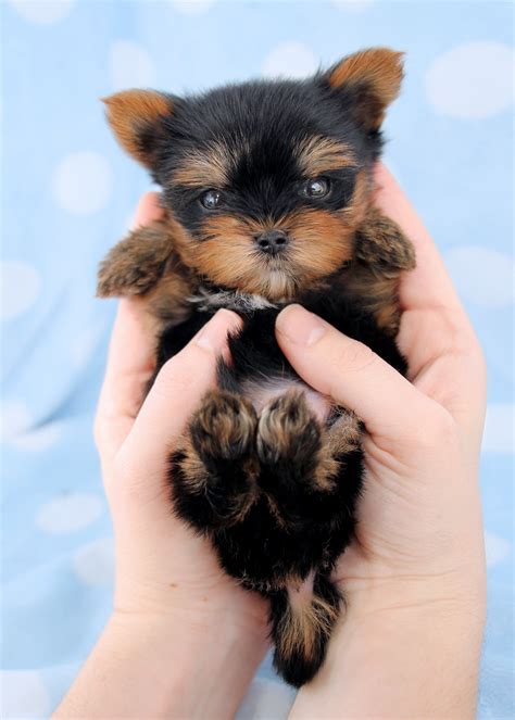 Cutest Teacup Yorkie