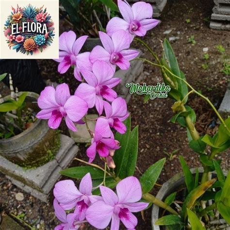 Jual Bunga Hias Anggrek Dendrobium Larat Phalaenopsis Larat Shopee Indonesia