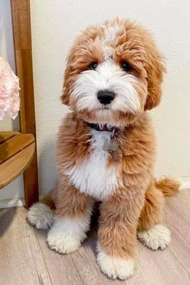 Whoodle Size Guide Toy Mini And Standard Puptraveller