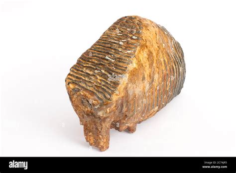 Woolly Mammoth Mammuthus Primigenius Fossil Mammoth Tooth Germany