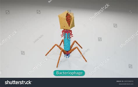 Discover Bacteriophages Our Detailed 3d Model Stock Illustration 2257238721 Shutterstock