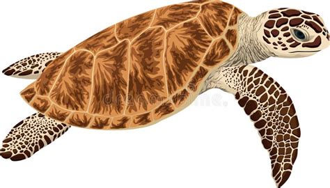 Vector Green Sea Turtle Stock Vector Illustration Of Nature 260146484