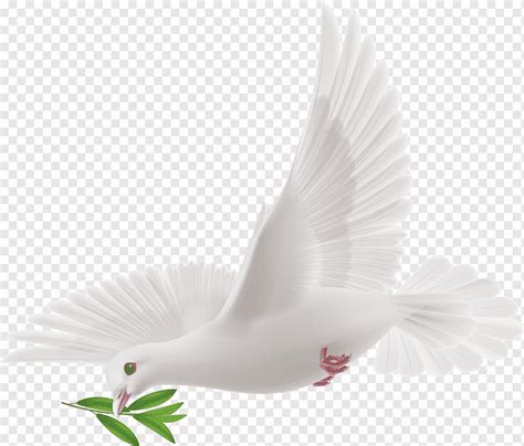 голубь лист Png Pngwing