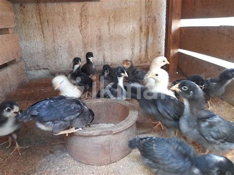 Chicks For Sale In Madawala Bazaar Ikman