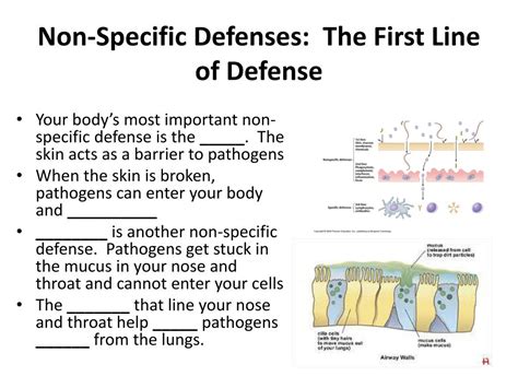 Ppt The Immune System Specific And Non Specific Responses To